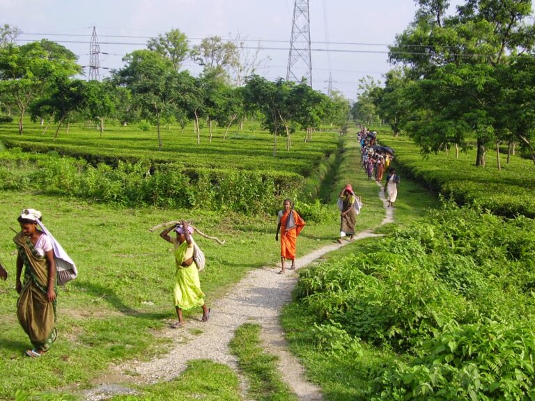 Understanding Social Structure and Rural Society in India